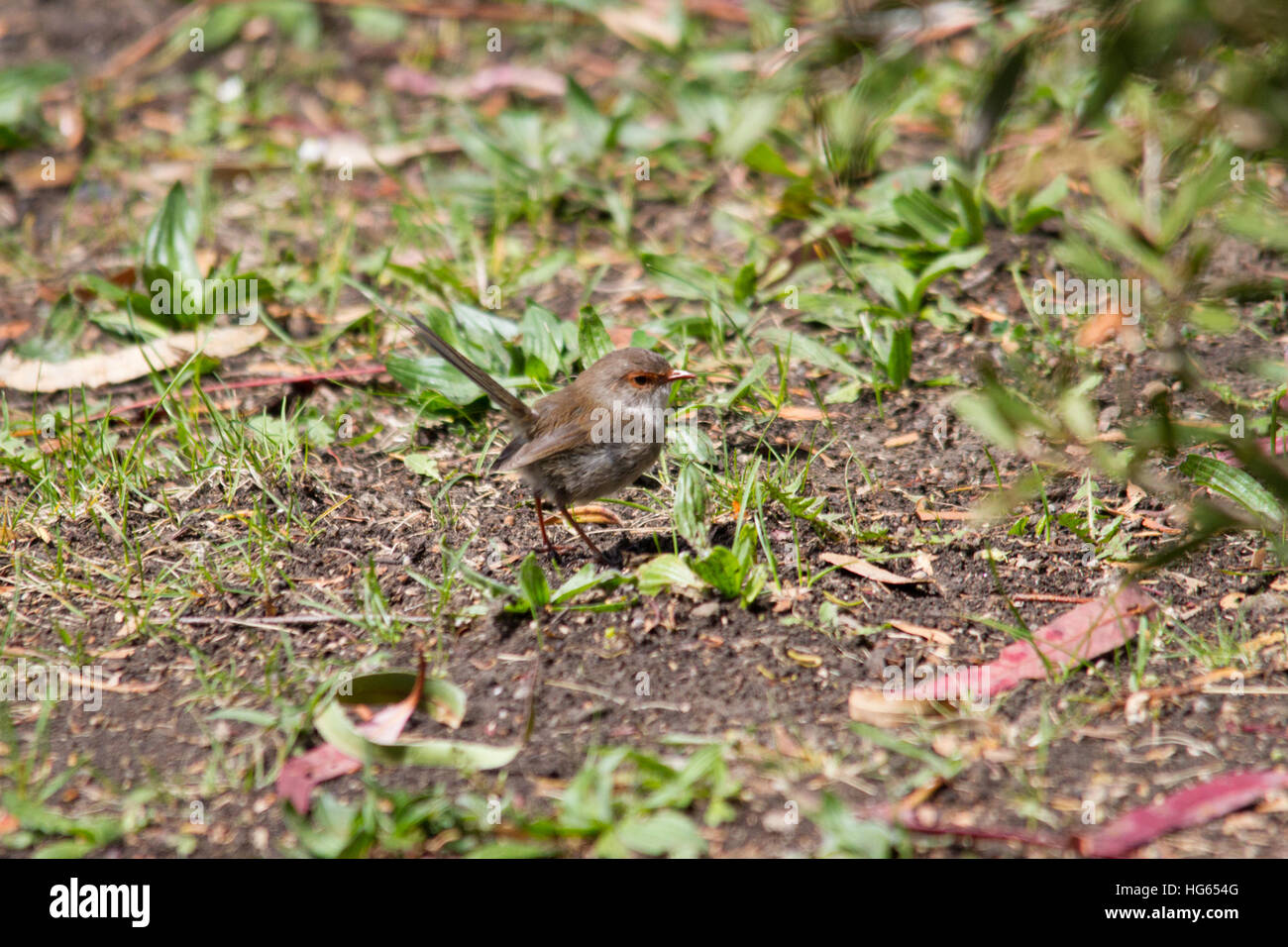 Wrens australian wrens hi-res stock photography and images - Alamy