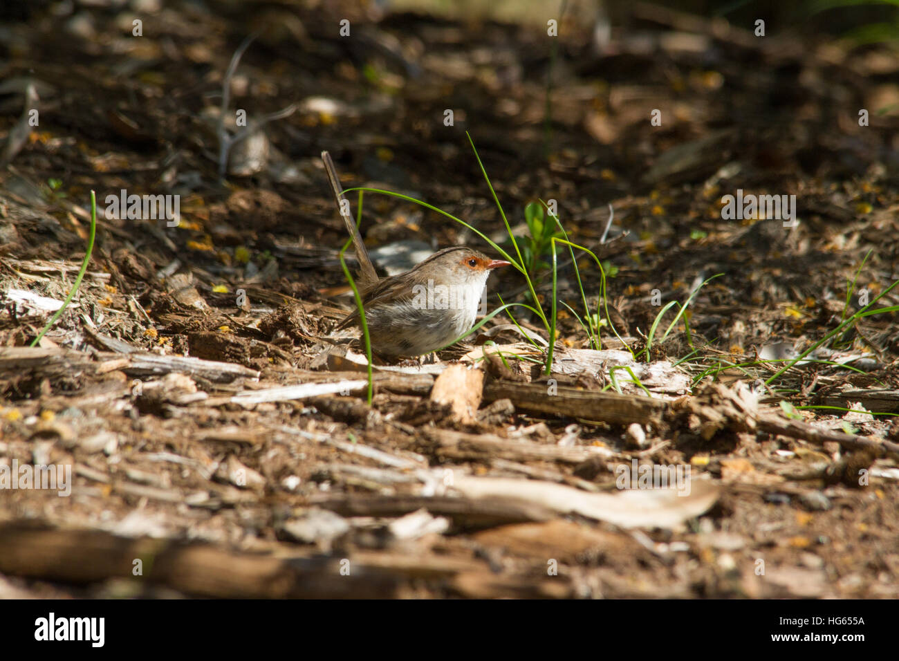 Wrens australian wrens hi-res stock photography and images - Alamy