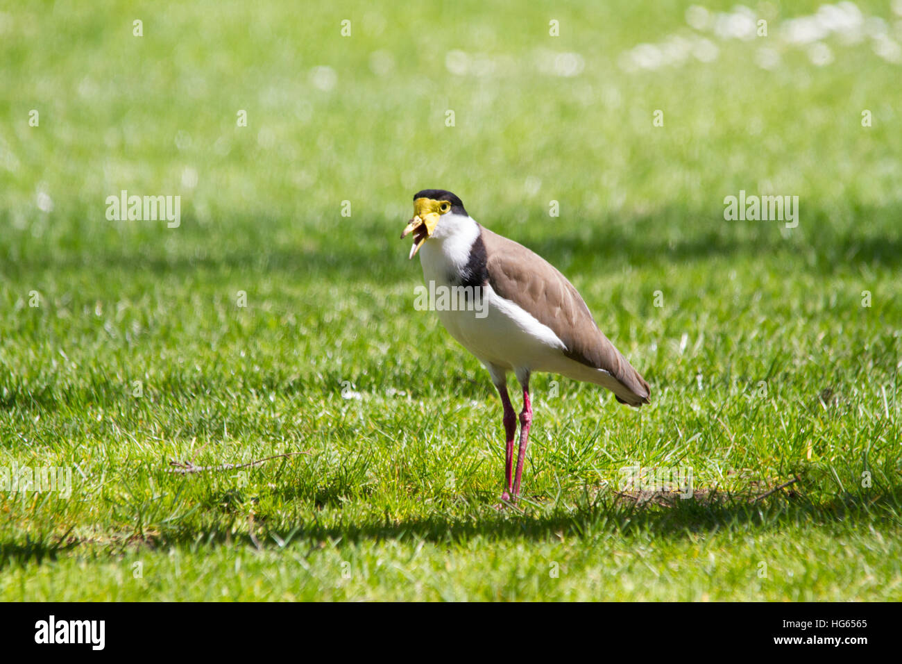 Australian masked plovers hi-res stock photography and images - Alamy