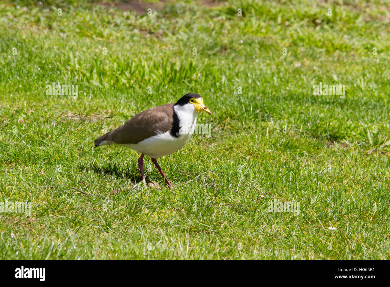 Masked plover hi-res stock photography and images - Alamy