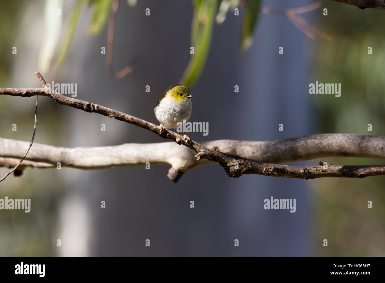 Forty-spotted pardalote (Pardalotus quadragintus) peching in a tree ...