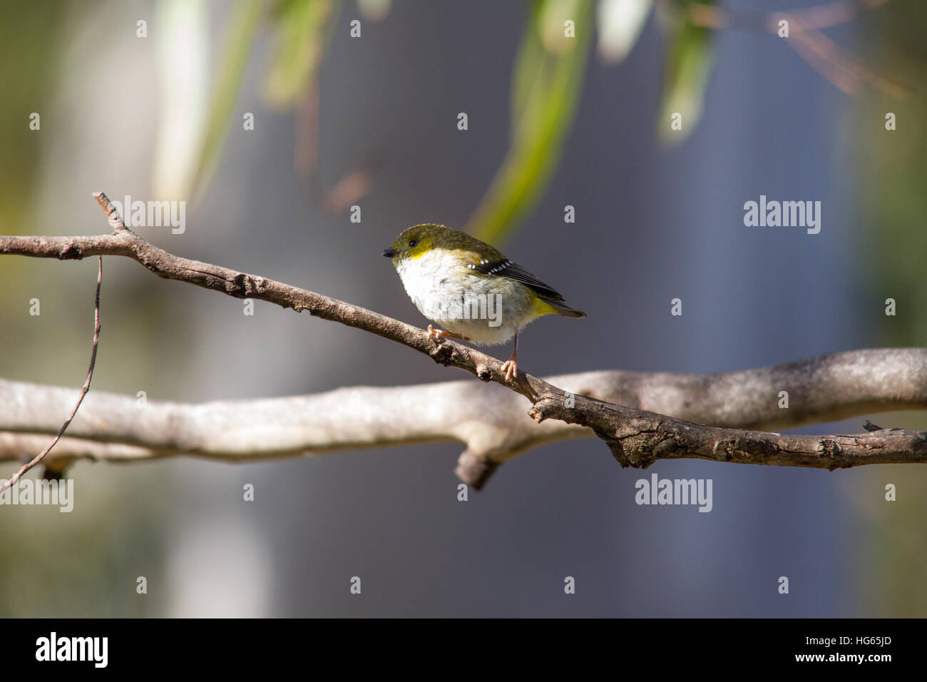 Forty-spotted pardalote (Pardalotus quadragintus) peching in a tree ...