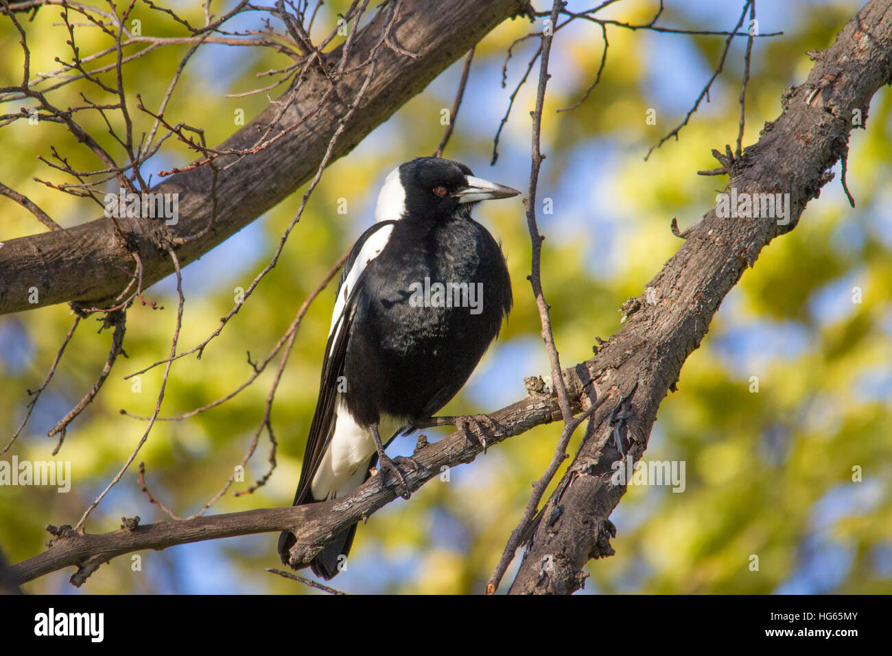 Australian magpie (Cracticus tibicen) perched in a tree Stock Photo - Alamy