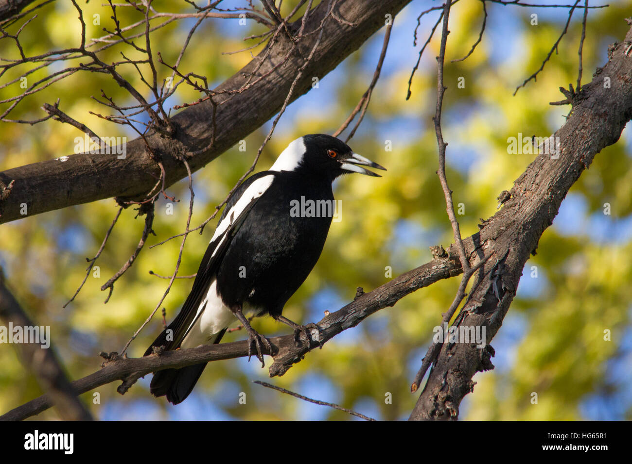 Australian magpie (Cracticus tibicen) perched in a tree Stock Photo - Alamy