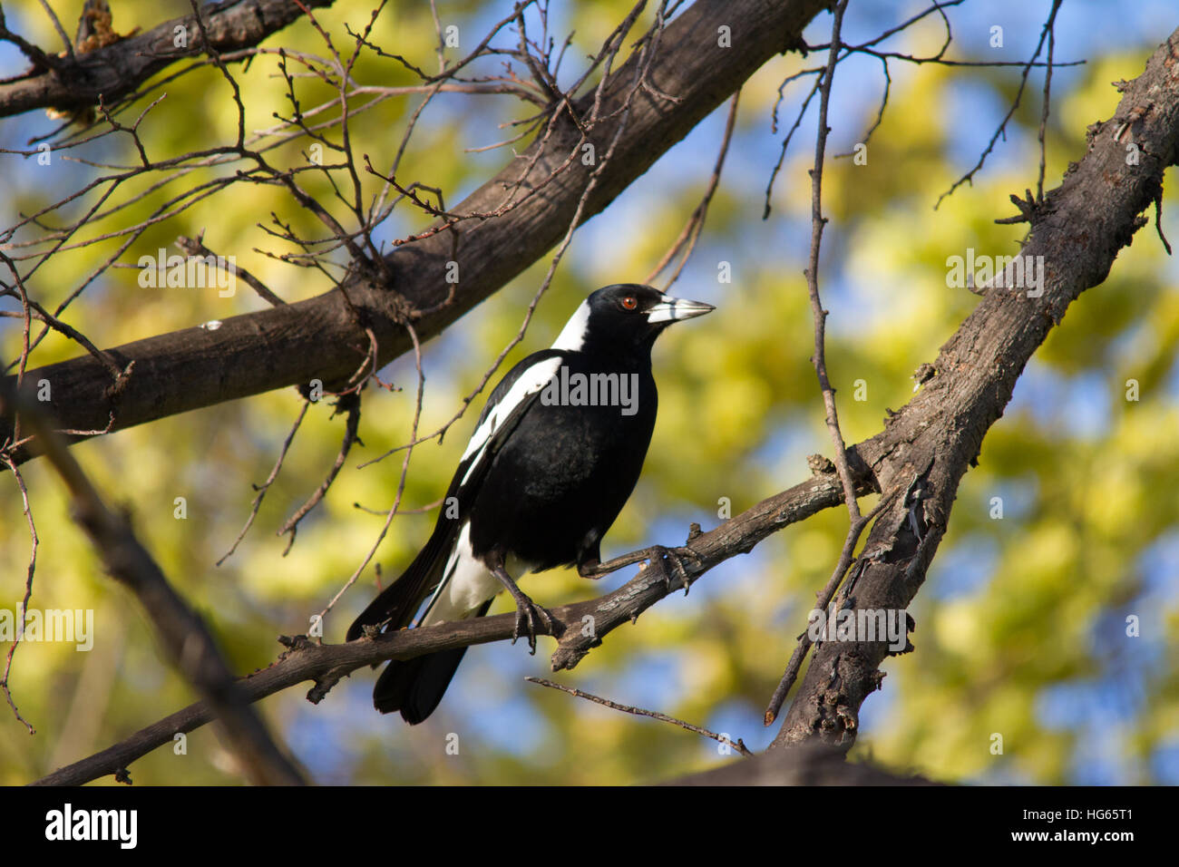 Australian magpie hi-res stock photography and images - Alamy