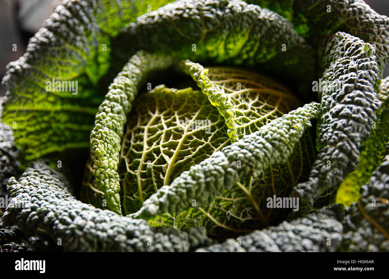 Cabbage recipe hi-res stock photography and images - Alamy