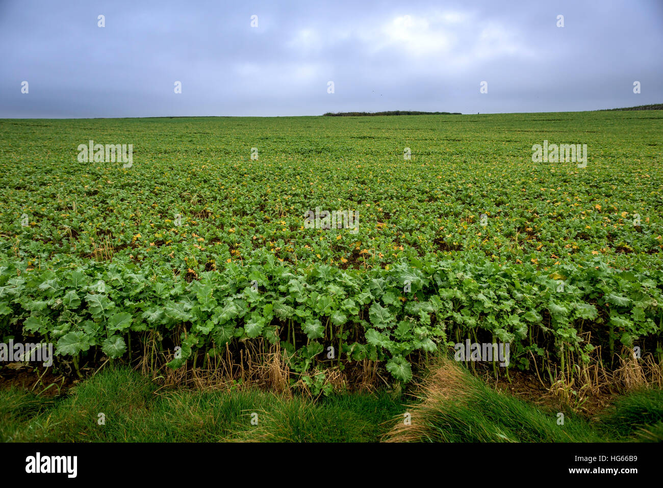 Crops growing on a hillside on the Cornish Coastal Path, near Padstow ...