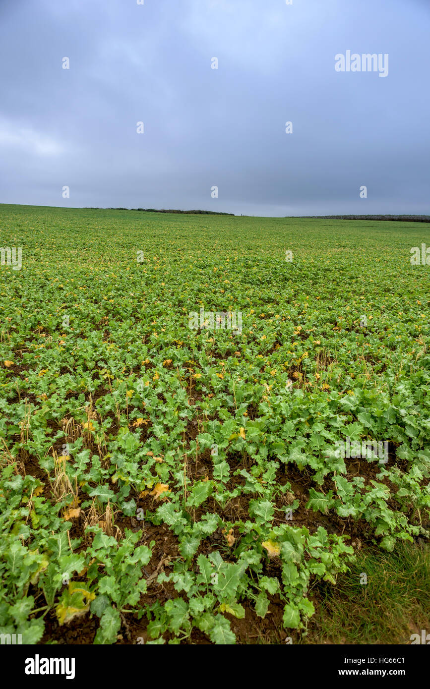 Crops growing on a hillside on the Cornish Coastal Path, near Padstow ...