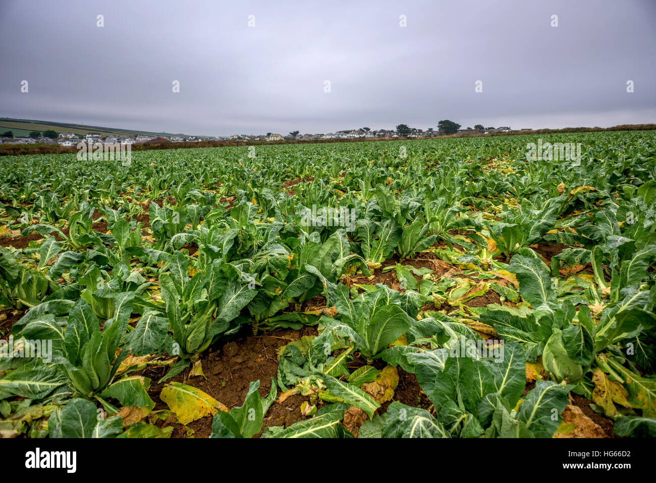 Crops growing on a hillside on the Cornish Coastal Path, near Padstow ...
