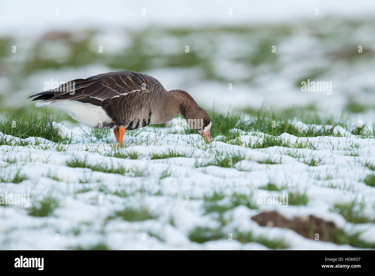 White-fronted Goose ( Anser albifrons ), arctic goose,single bird ...