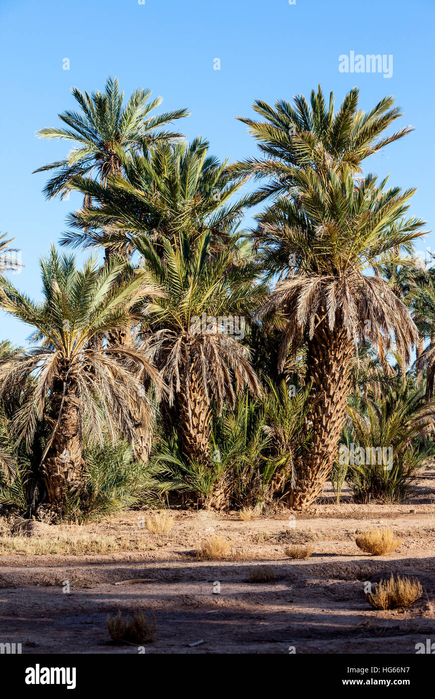 Elkhorbat, Morocco. Date Palm Trees Stock Photo - Alamy
