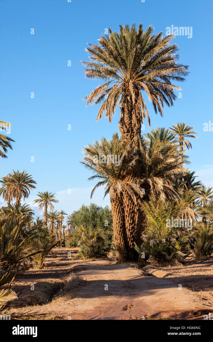 Elkhorbat, Morocco. Date Palm Trees Stock Photo - Alamy