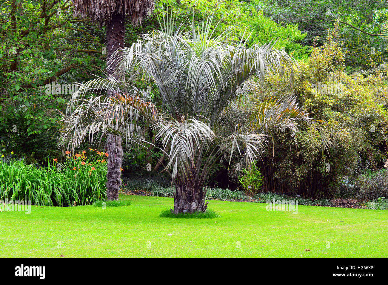 Large tree in a garden Stock Photo - Alamy