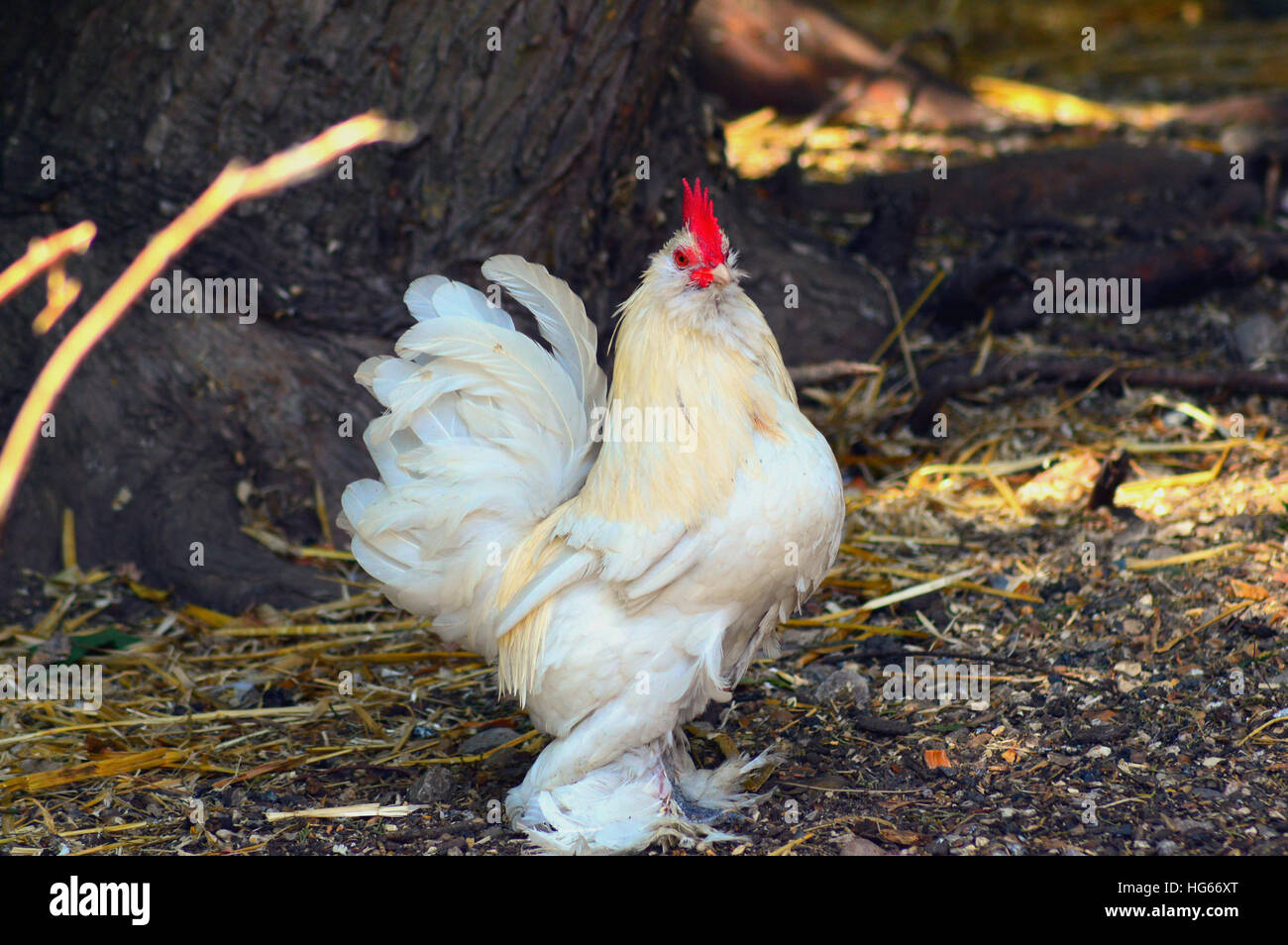 White chicken - Booted Bantam - Gallus gallus domesticus standing in a ...