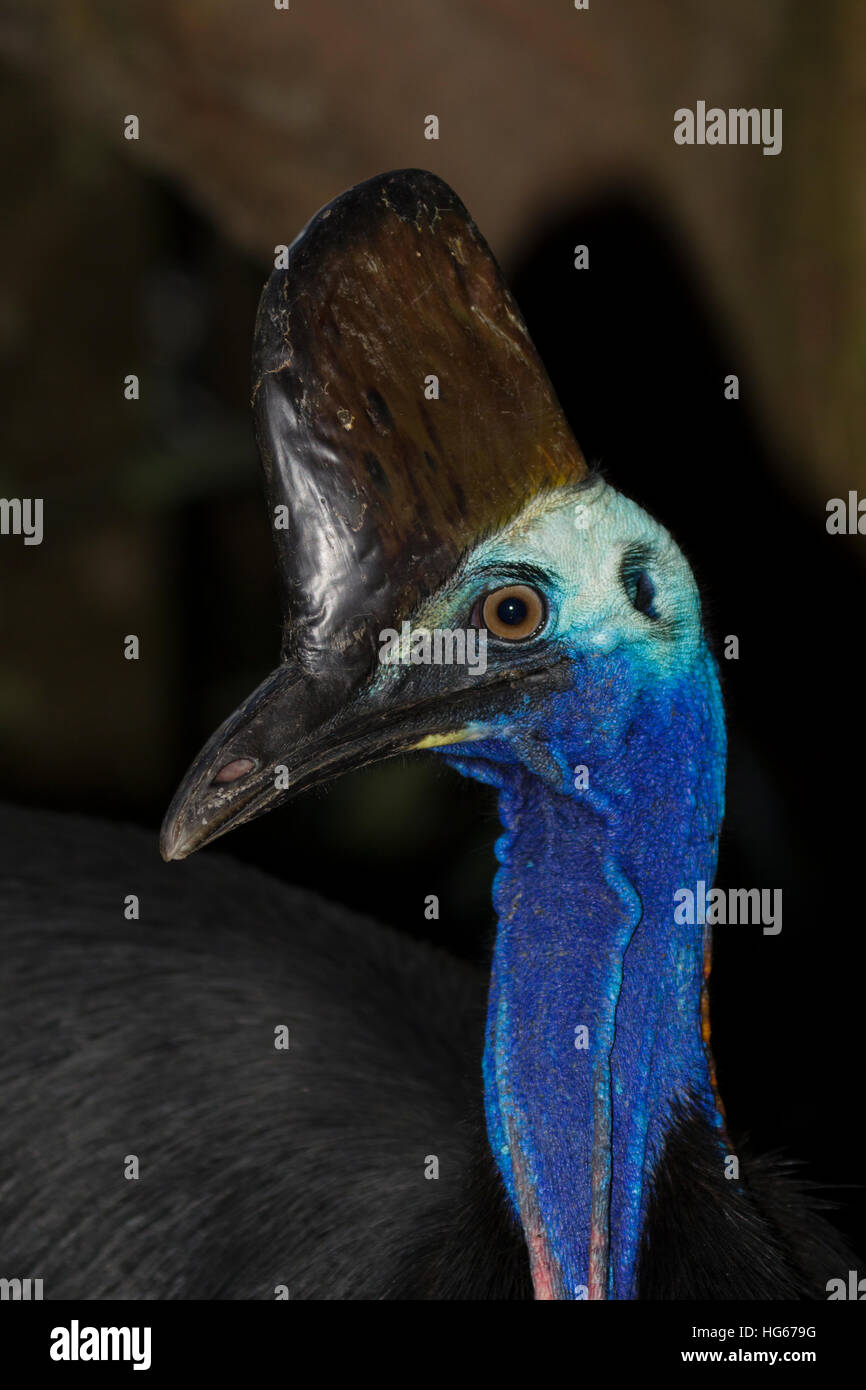 Southern Cassowary - close up Casuarius casuarius Atherton Tablelands ...