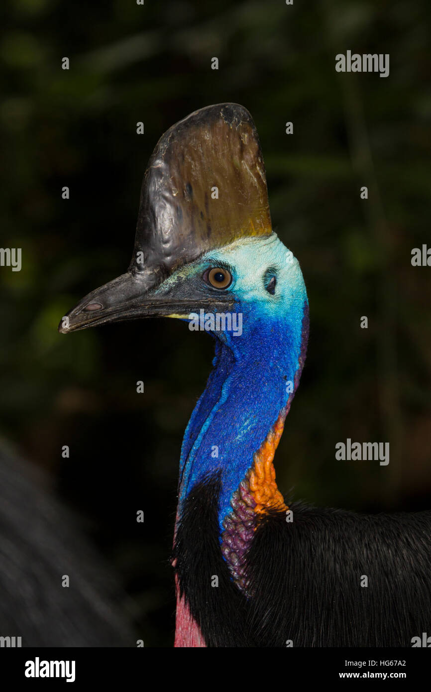 Southern Cassowary - close up Casuarius casuarius Atherton Tablelands ...