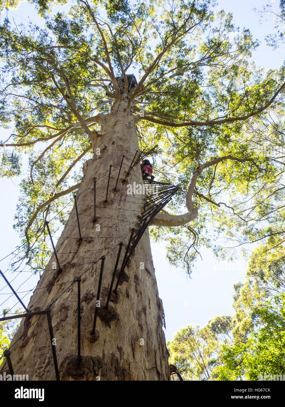 A person climbing the Gloucester Tree, a giant karri tree in the ...