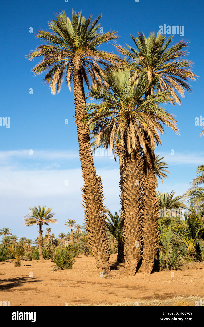 Ksar Elkhorbat, Morocco. Date Palm Trees Stock Photo - Alamy