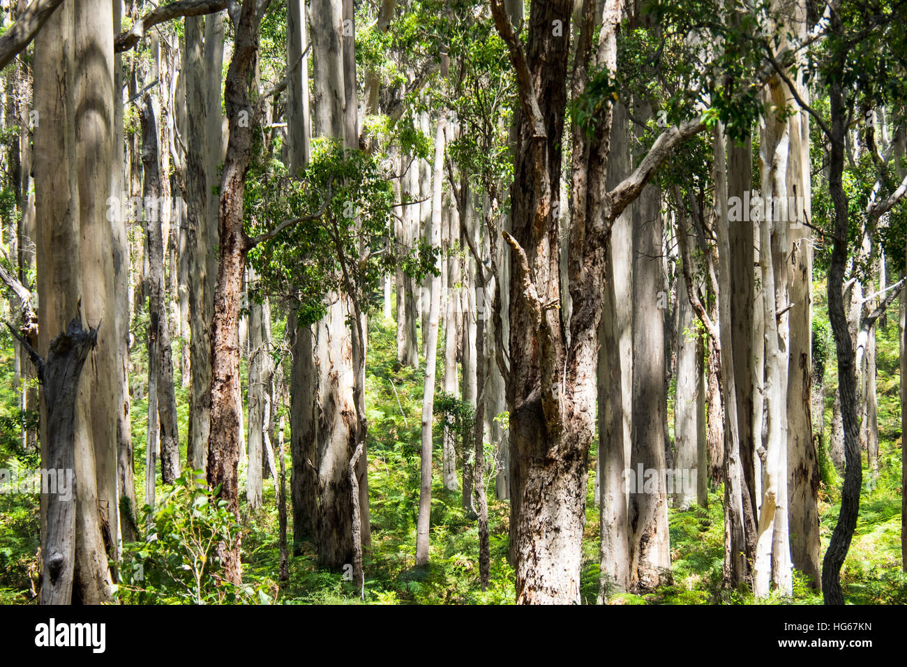 Karri trees boranup forest margaret hi-res stock photography and images ...