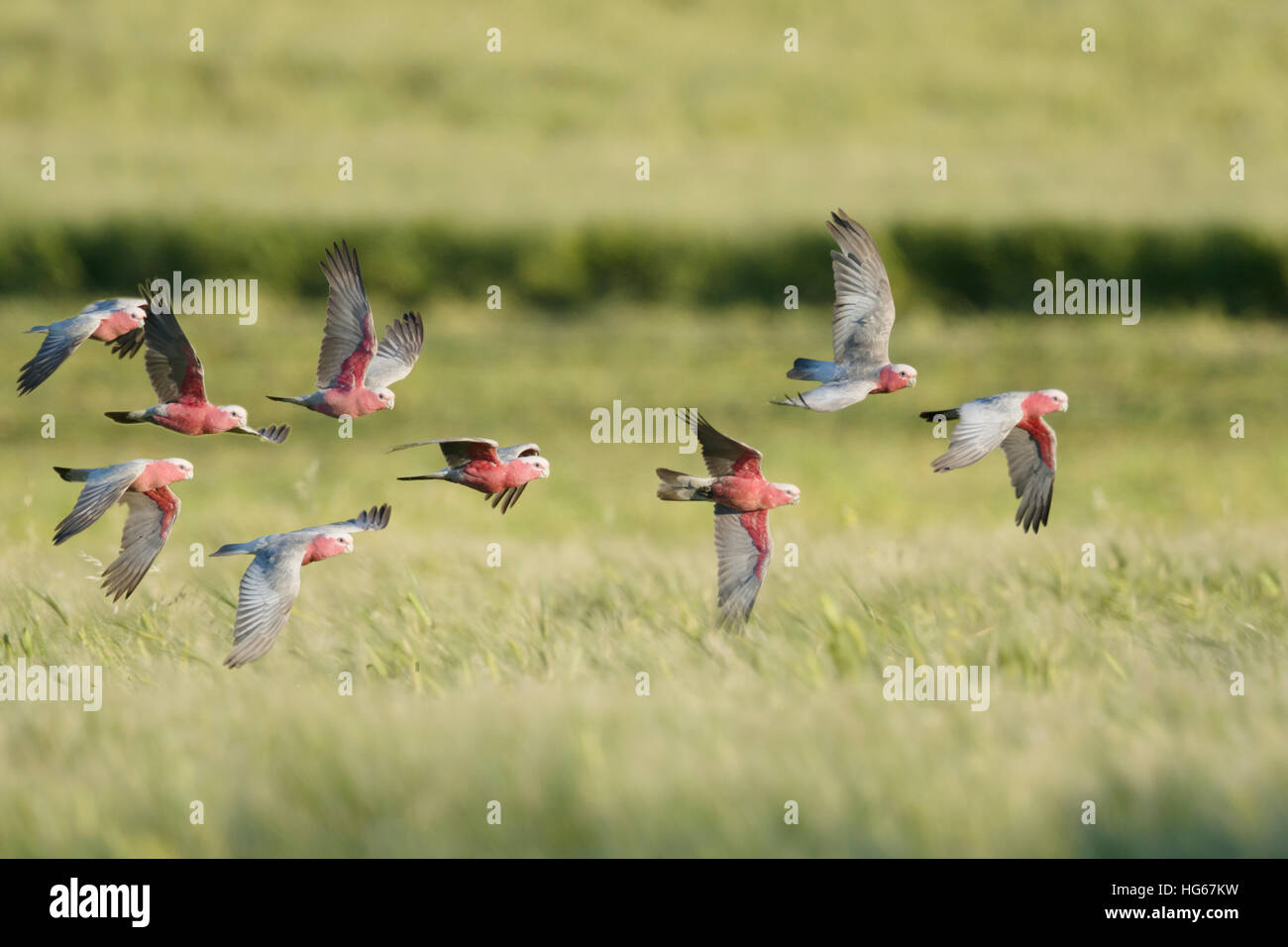 Galah - flock in flight Eolophus roseicapilla Kangaroo Island South ...