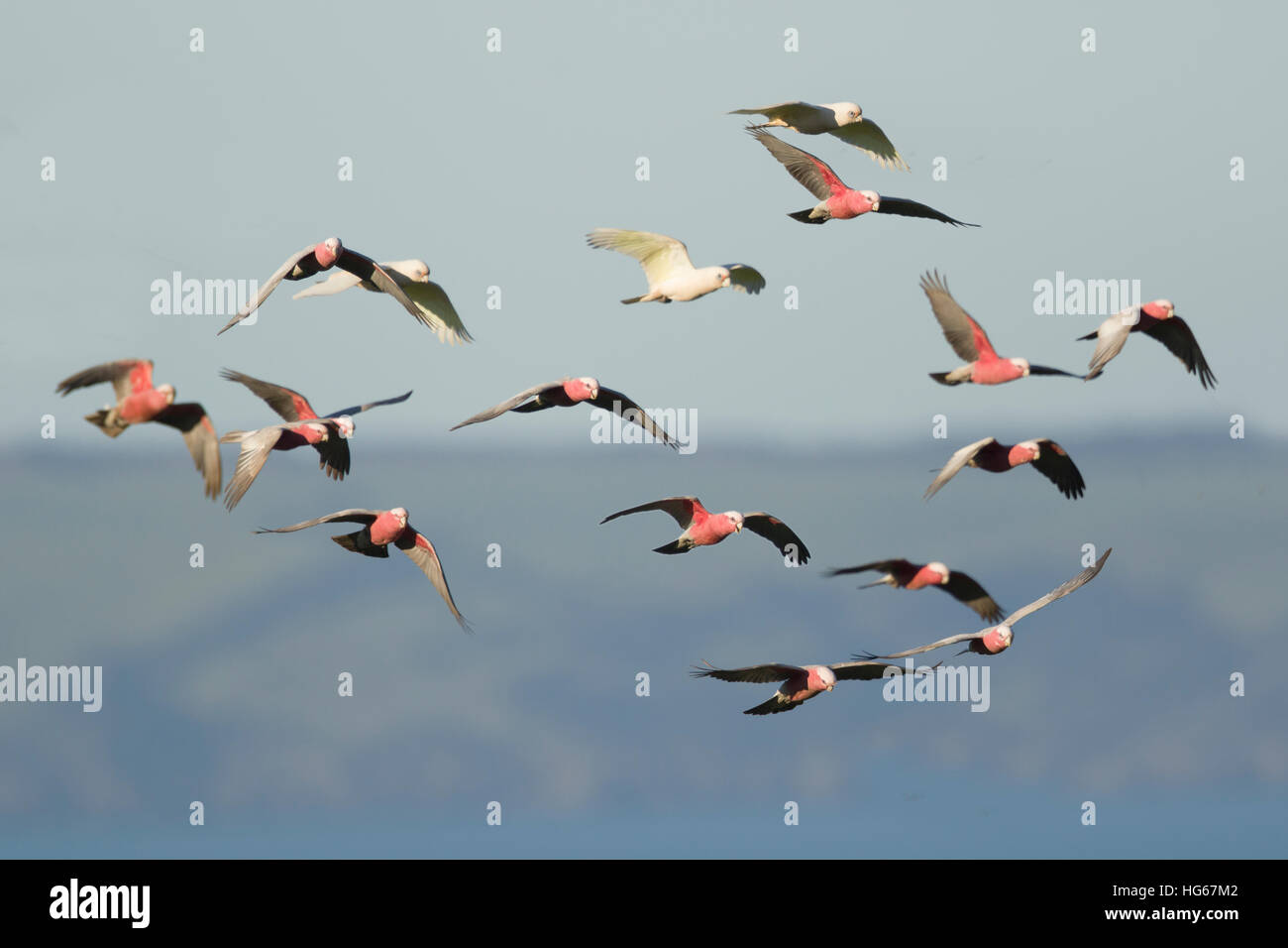 Galah - flock in flight Eolophus roseicapilla Kangaroo Island South ...