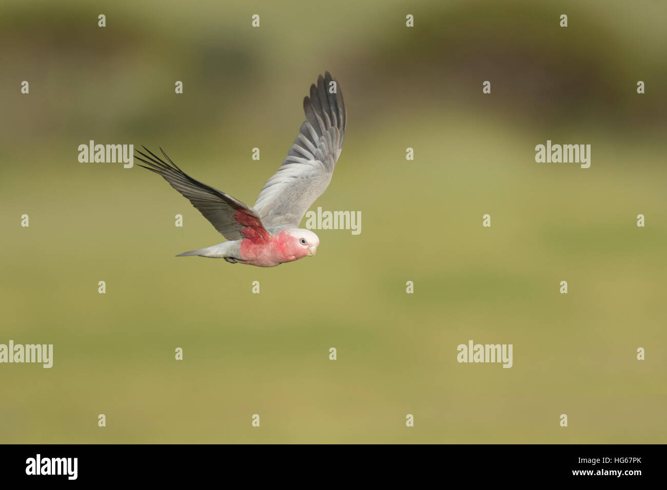 Galah - in flight Eolophus roseicapilla Kangaroo Island South Australia ...