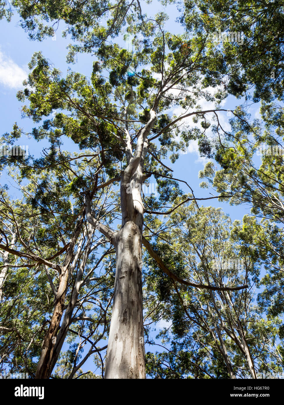 Karri Trees, Western Australia Stock Photos & Karri Trees, Western ...