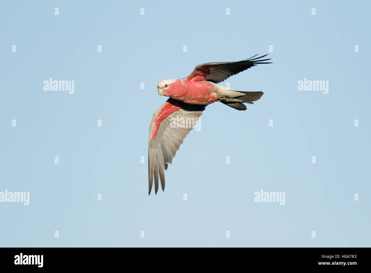 Galah - in flight Eolophus roseicapilla Kangaroo Island South Australia ...