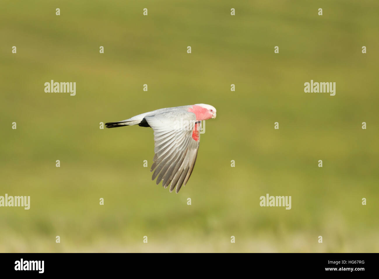 Galah - in flight Eolophus roseicapilla Kangaroo Island South Australia ...