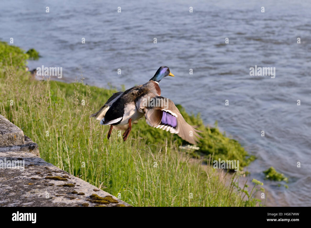 Duck taking off from a castle wall Stock Photo - Alamy