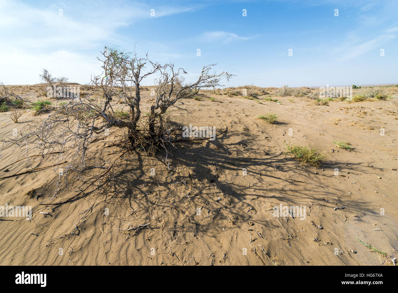 Dried shrub hi-res stock photography and images - Alamy