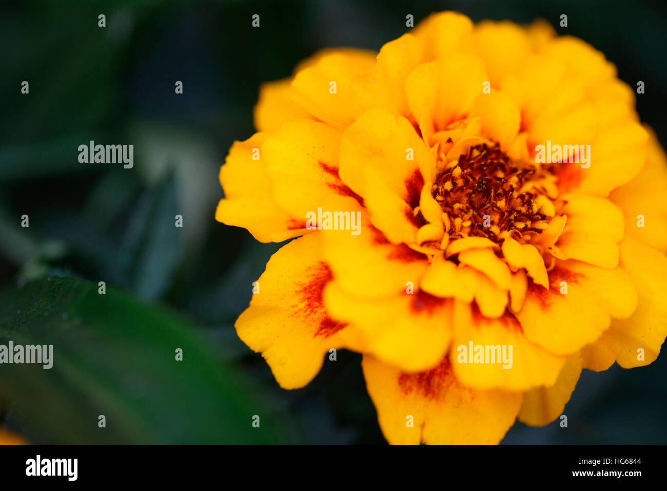 Marigold flower in yellow hi-res stock photography and images - Alamy