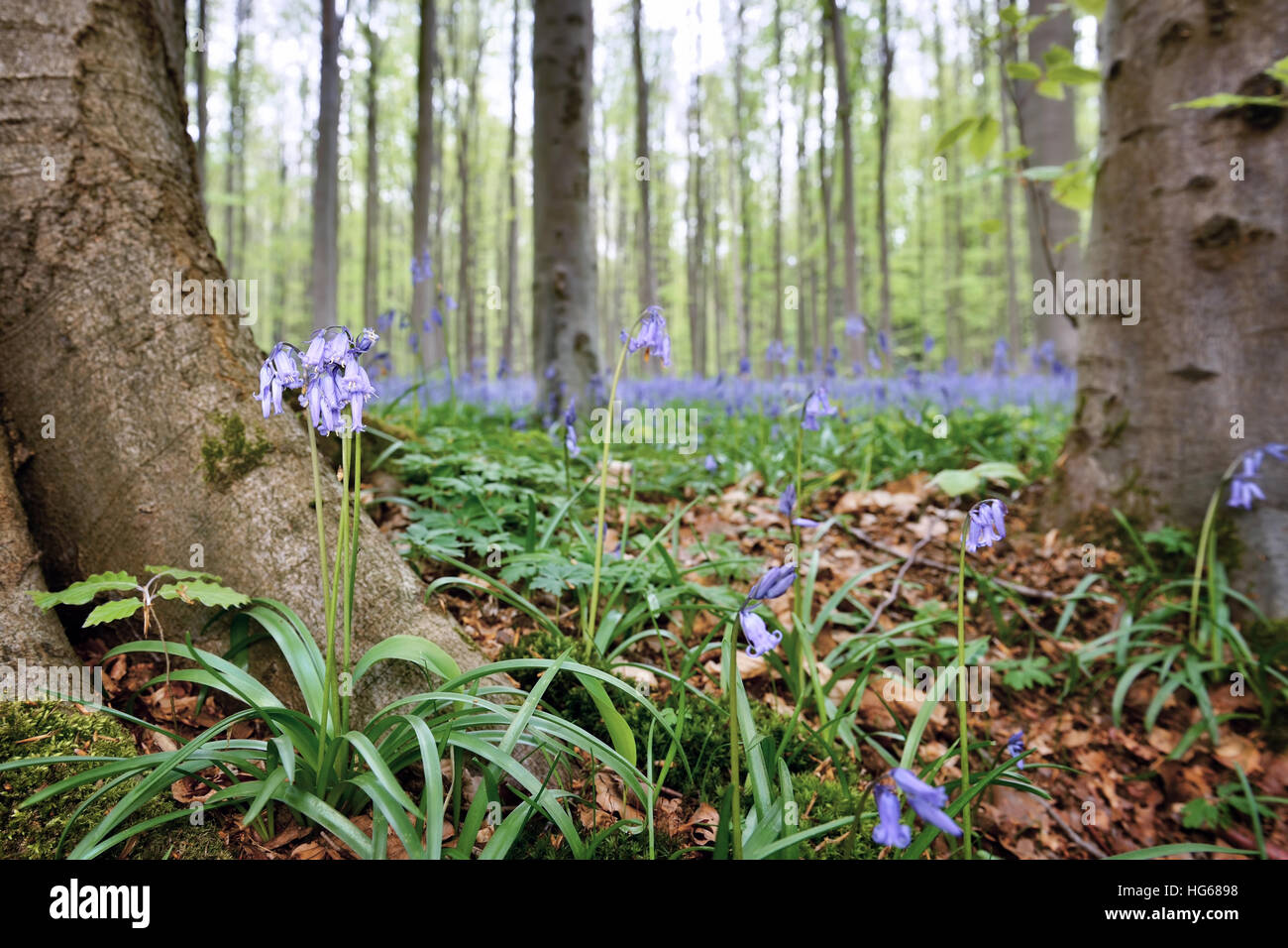 Wild hyacinths in so named blue forest Hallerbos in Belgium Stock Photo ...