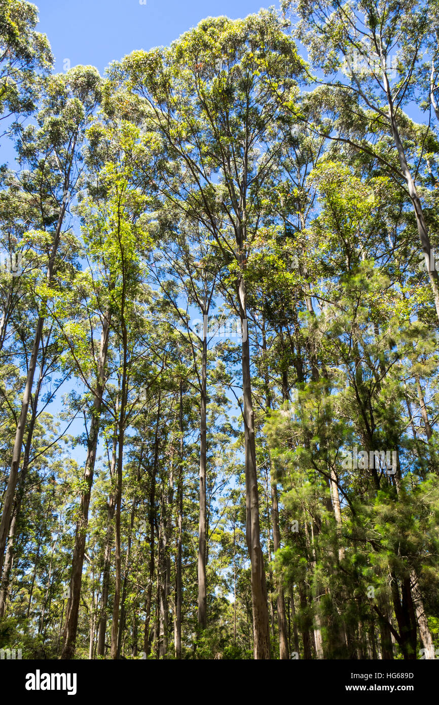 Karri Trees Australia Western Australia Stock Photos & Karri Trees ...