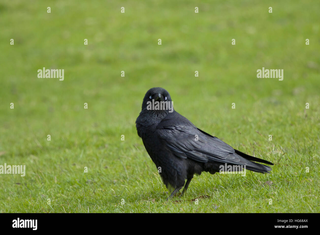 Australian Crow Stock Photos & Australian Crow Stock Images - Alamy