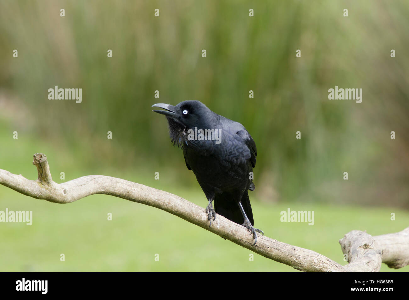 Australian Crow Stock Photos & Australian Crow Stock Images - Alamy
