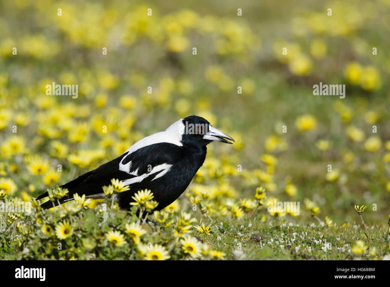 Australian magpies hi-res stock photography and images - Alamy