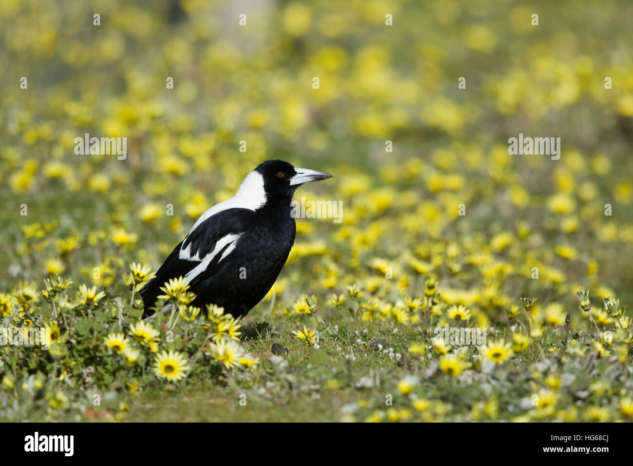 Magpie with flowers hi-res stock photography and images - Alamy
