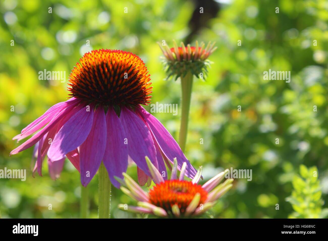 purple coneflower (Echinacea purpurea) in flower Stock Photo - Alamy