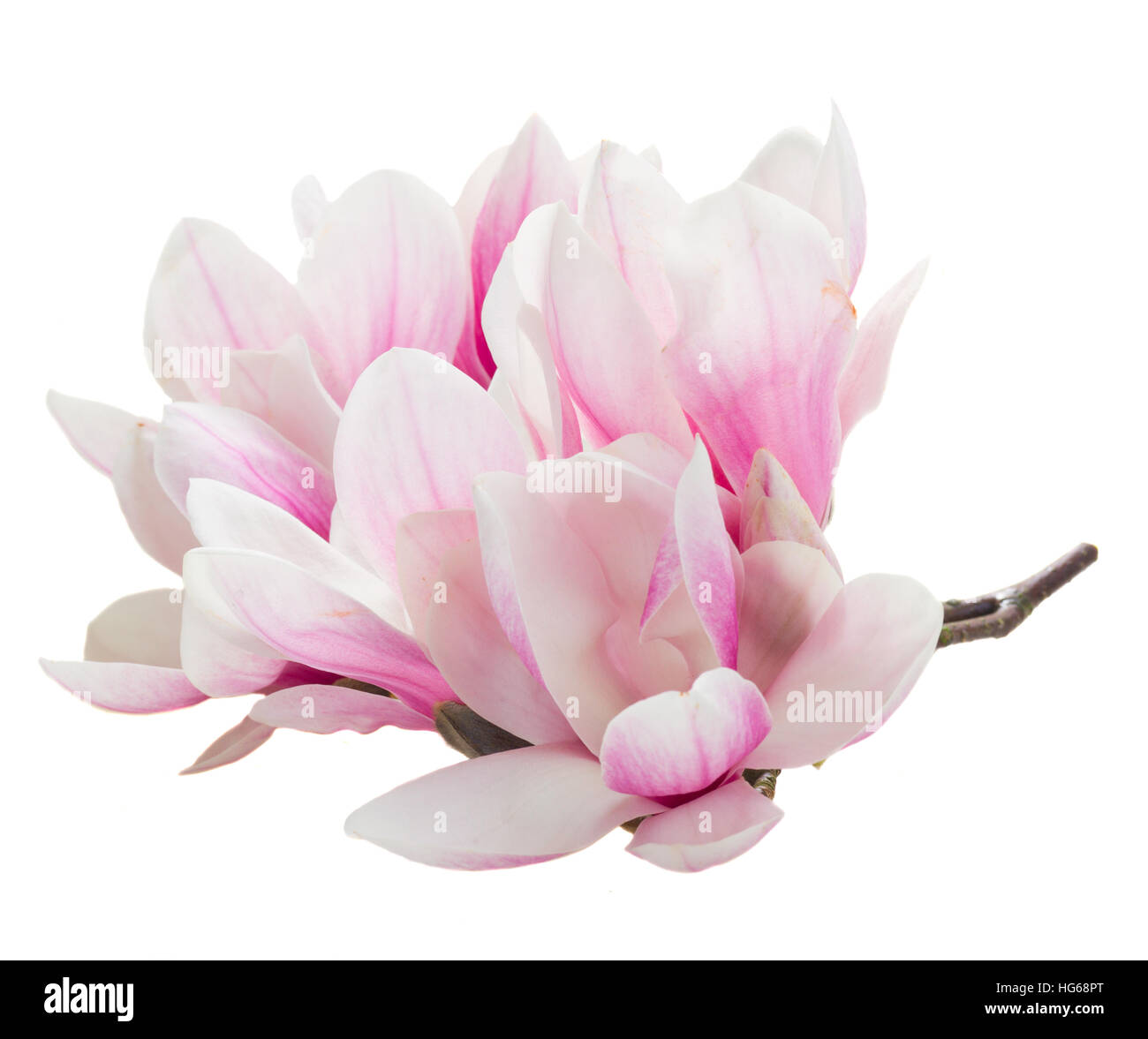 Blossoming magnolia tree purple Cut Out Stock Images & Pictures - Alamy