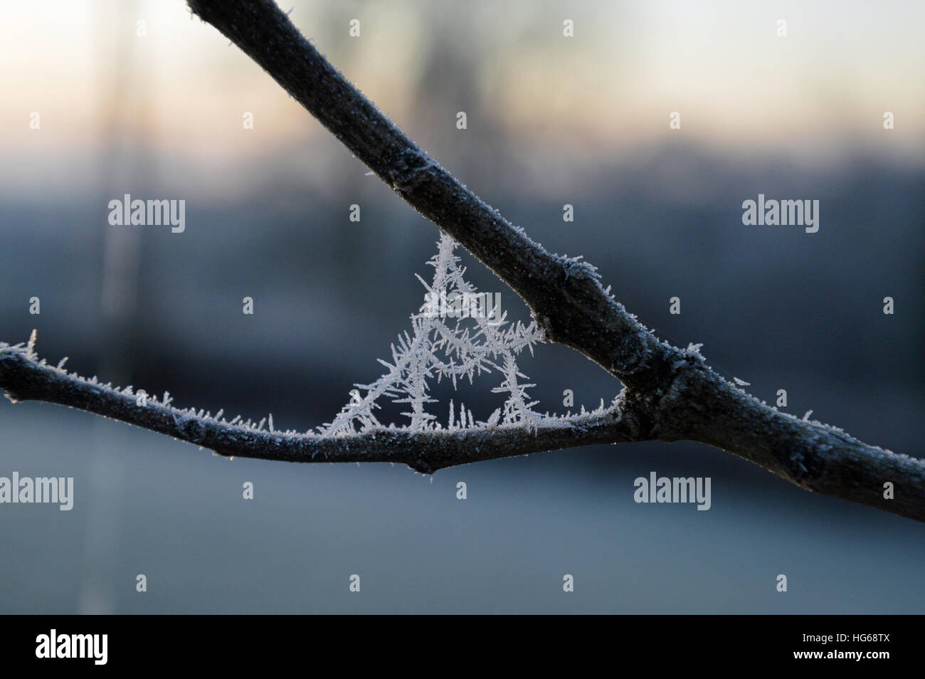 Icy spiders web hi-res stock photography and images - Alamy