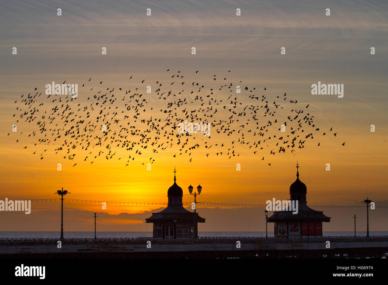 Birds in Flight, flying in the clouds at flocks of Starlings at ...