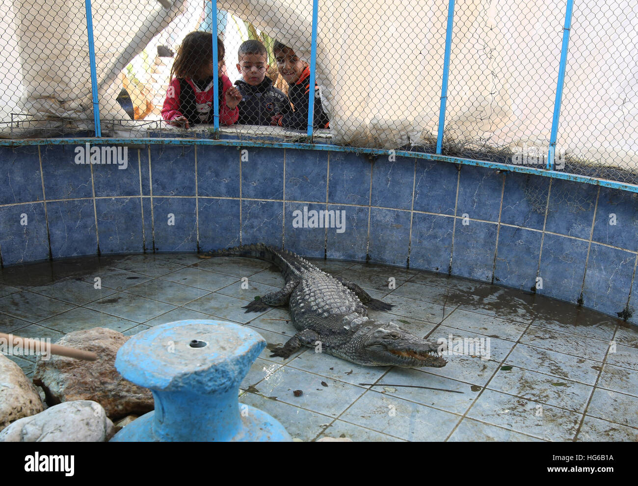 Gaza. 4th Jan, 2017. Palestinian children watch a crocodile at Rafah ...