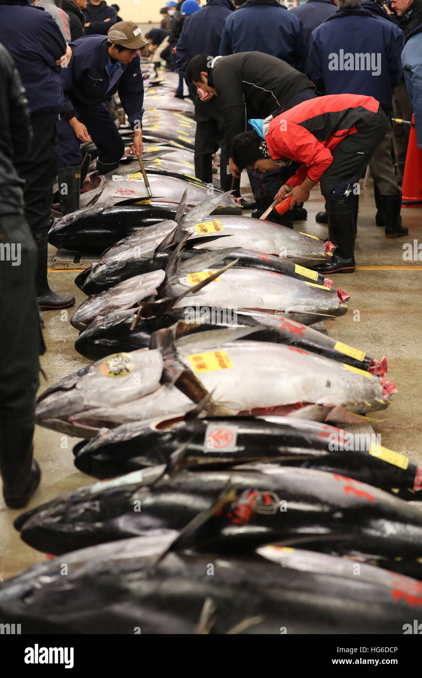 Tokyo, Japan. 5th Jan, 2017. Fishmongers inspect fresh bluefin tuna ...