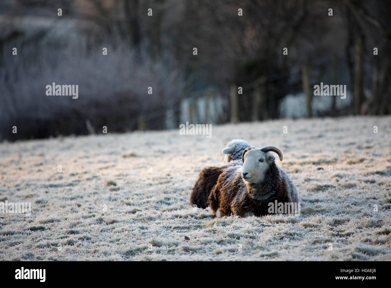 Sheep resting during a heavy overnight frost in the village of Nannerch ...