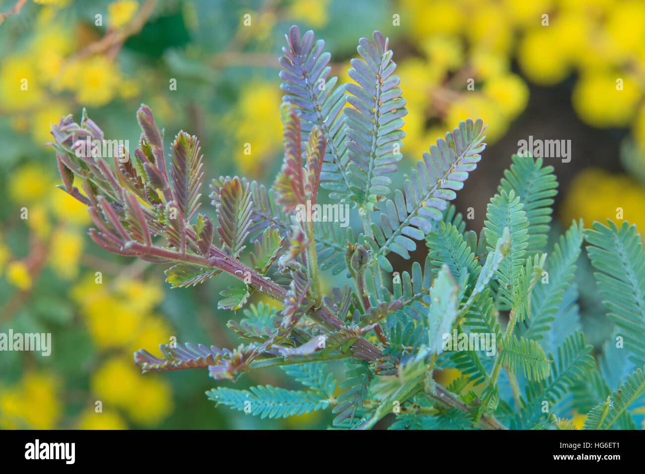 Cootamundra Wattle, Acacia baileyana 'Purpurea', leaves (phyllodes ...
