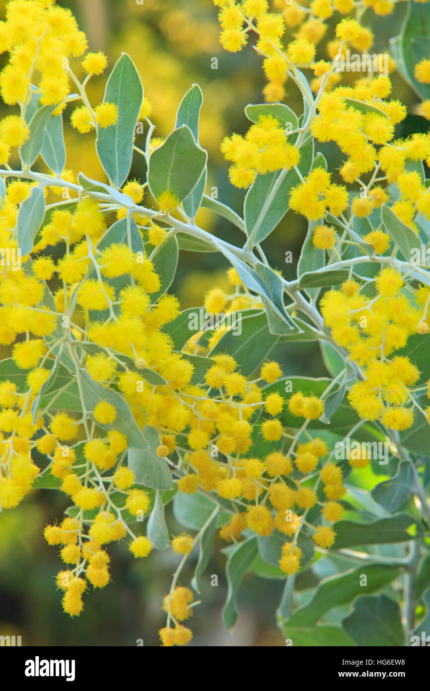 Queensland Silver Wattle or Mount Morgan Wattle, Acacia podalyriifolia ...