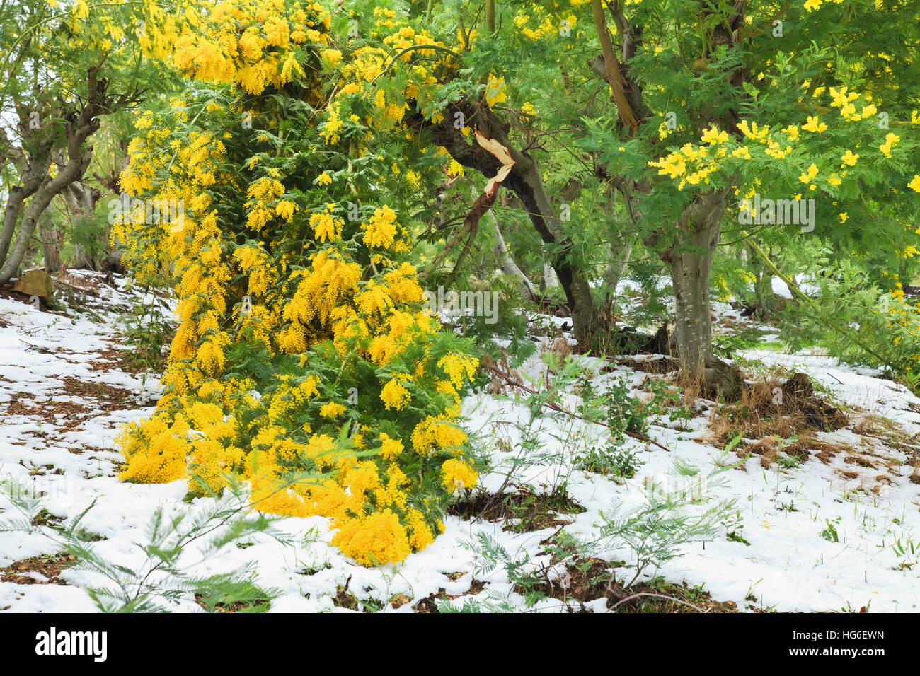 Silver wattle acacia hi-res stock photography and images - Alamy