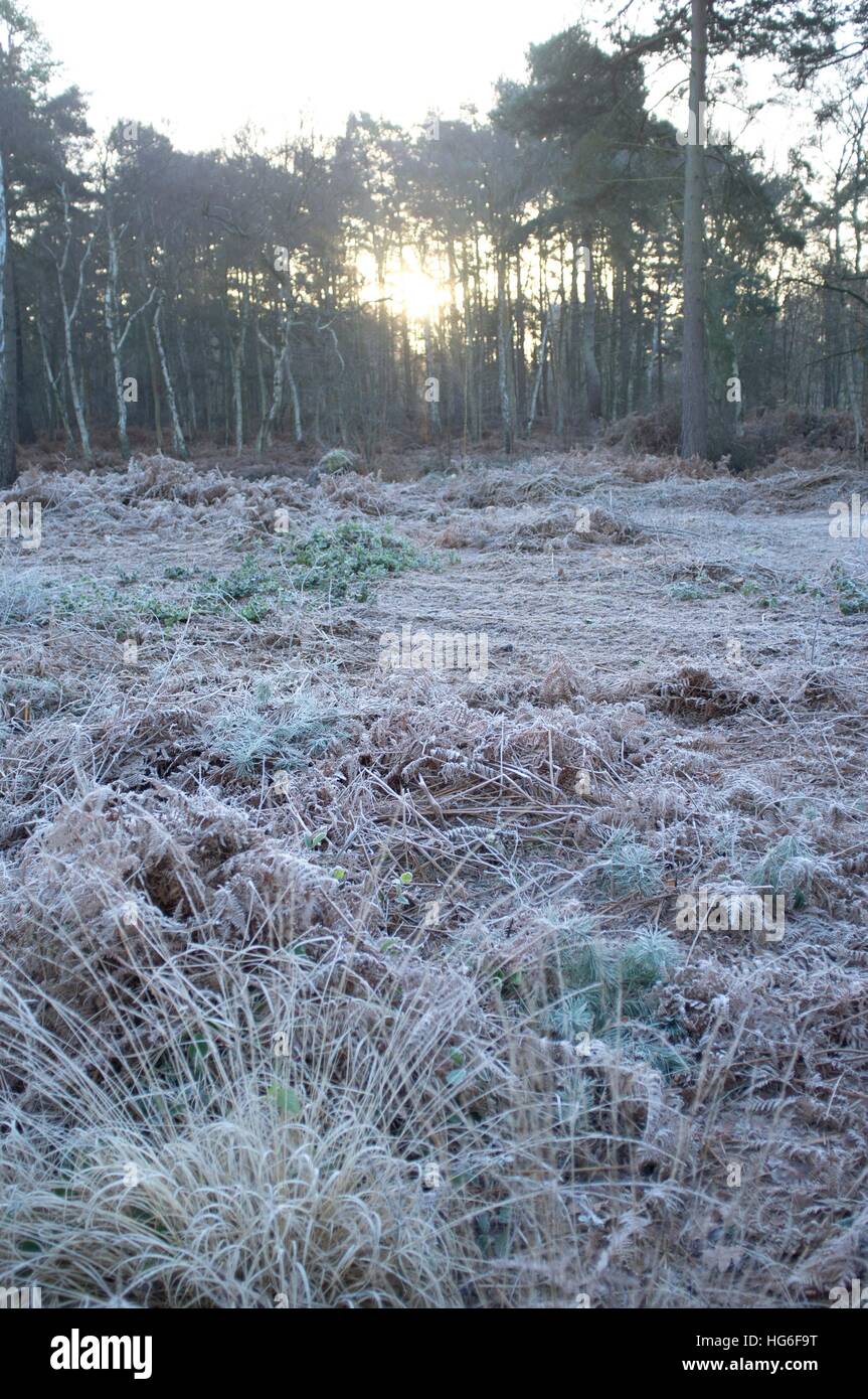 Ascot, UK. 5th Jan, 2017. Frosty start to the day at Englemere Pond ...