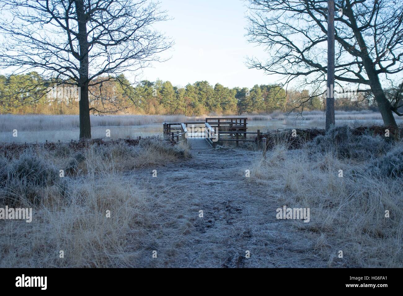Englemere pond hi-res stock photography and images - Alamy